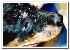 How to Cure Seborrheic Dermatitis in Dogs: A Complete Guide - Digitals ...